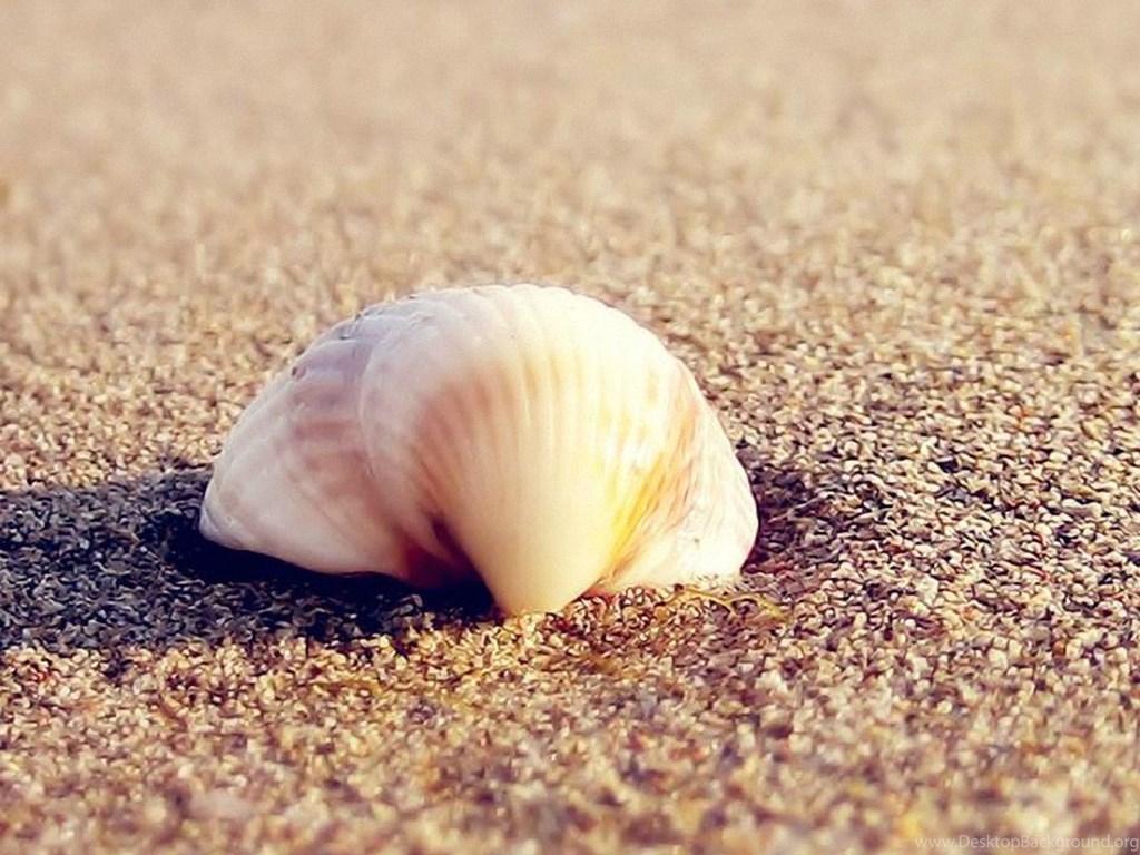 Seashell Wallpapers - Wallpaper Cave