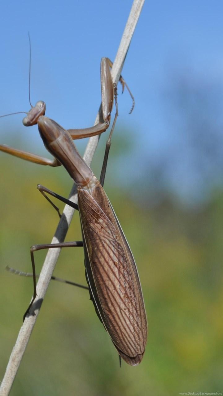 Praying Mantis Wallpapers - Wallpaper Cave