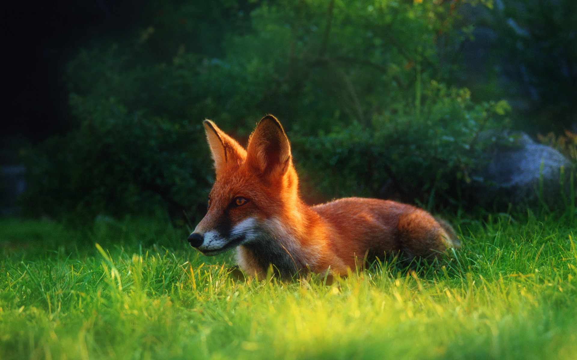 Red Fox Wallpapers - Wallpaper Cave