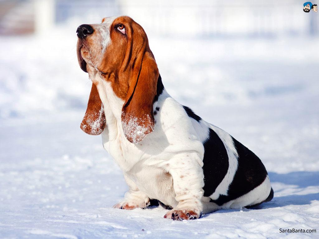 Basset Hound Wallpapers - Wallpaper Cave