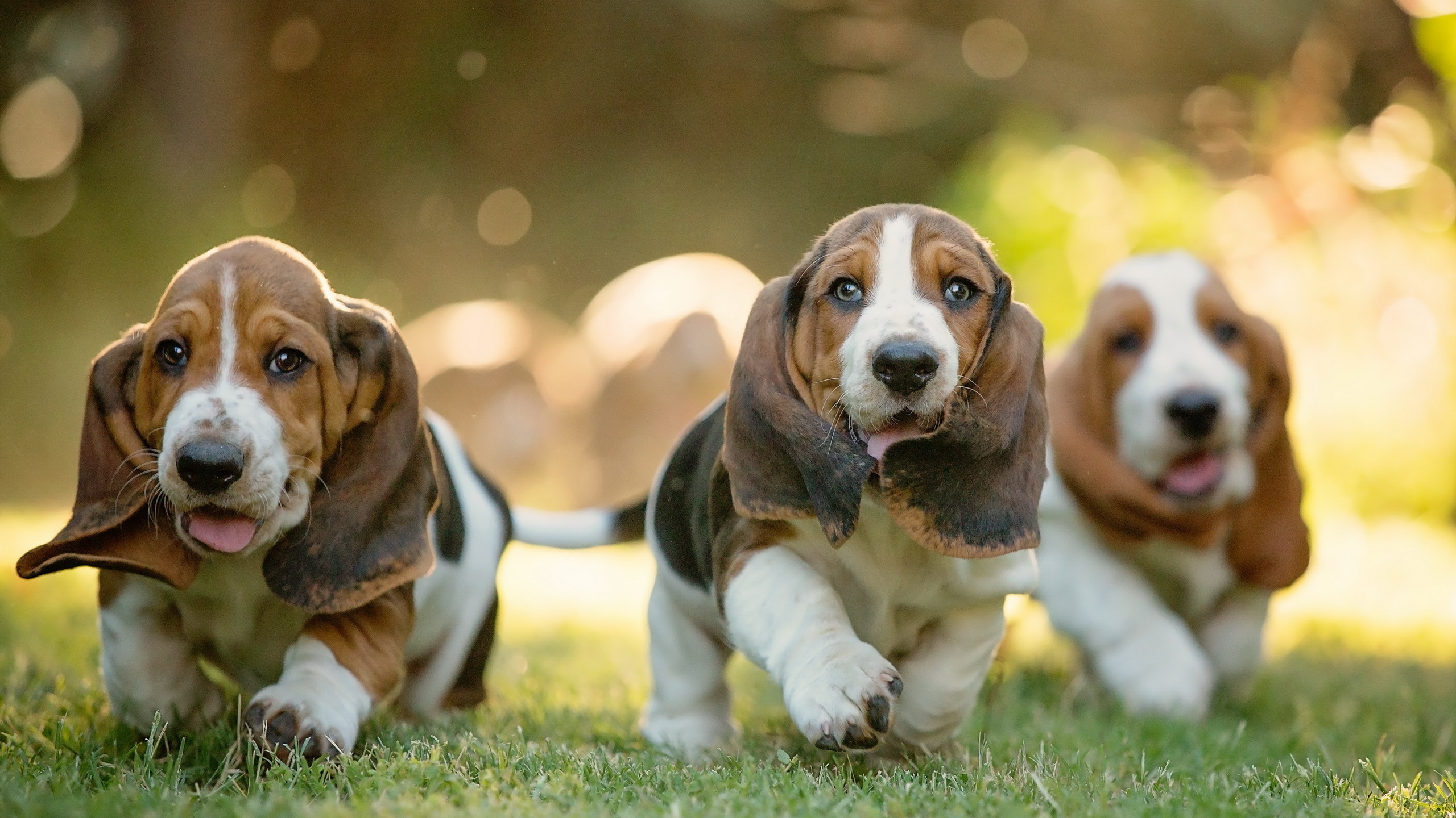 Hound Dogs Wallpapers - Wallpaper Cave