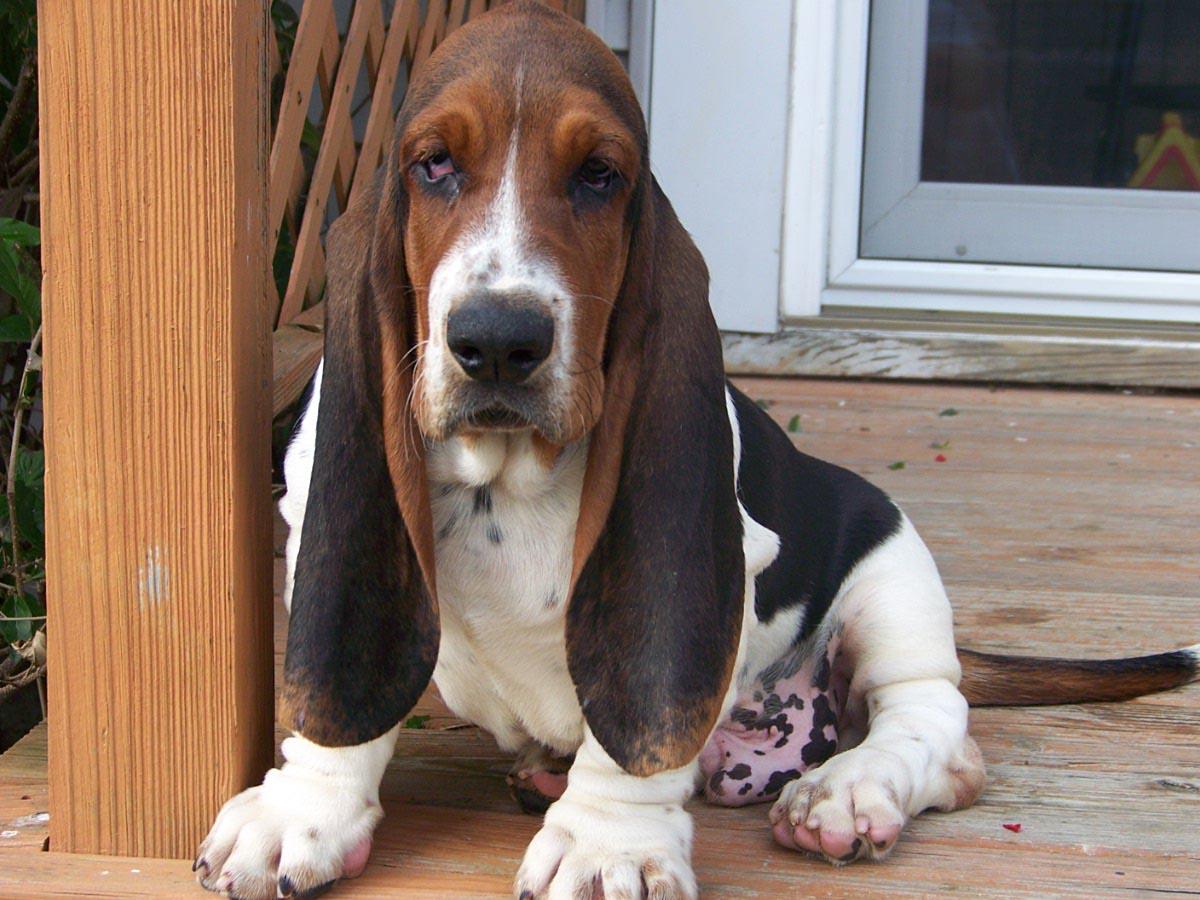 Basset Hound Wallpapers - Wallpaper Cave