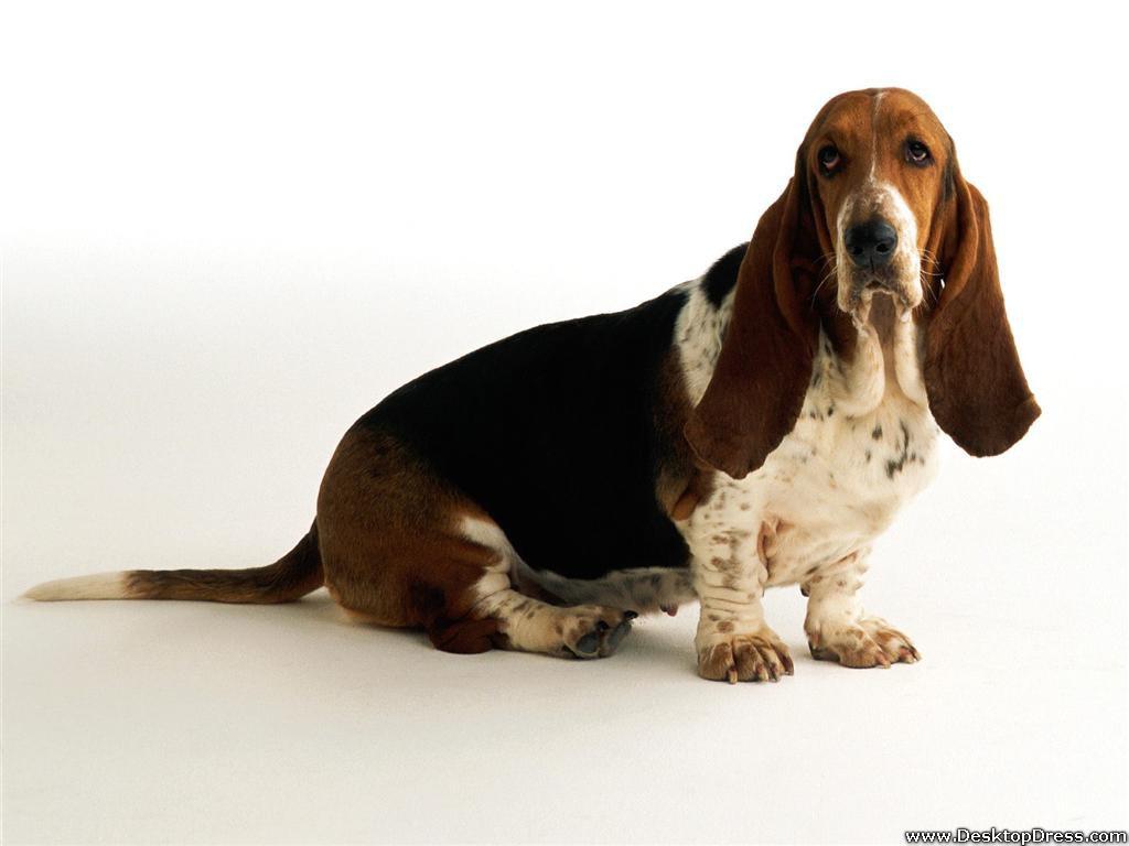 Basset Hound Wallpapers - Wallpaper Cave
