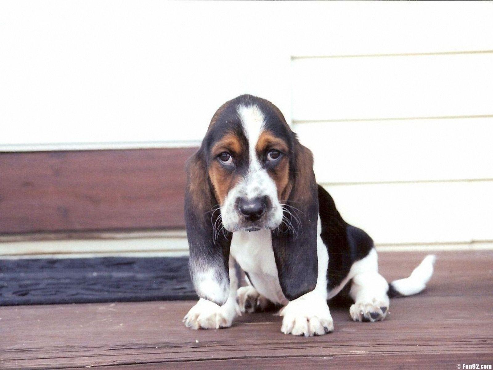 Basset Hound Wallpapers - Wallpaper Cave