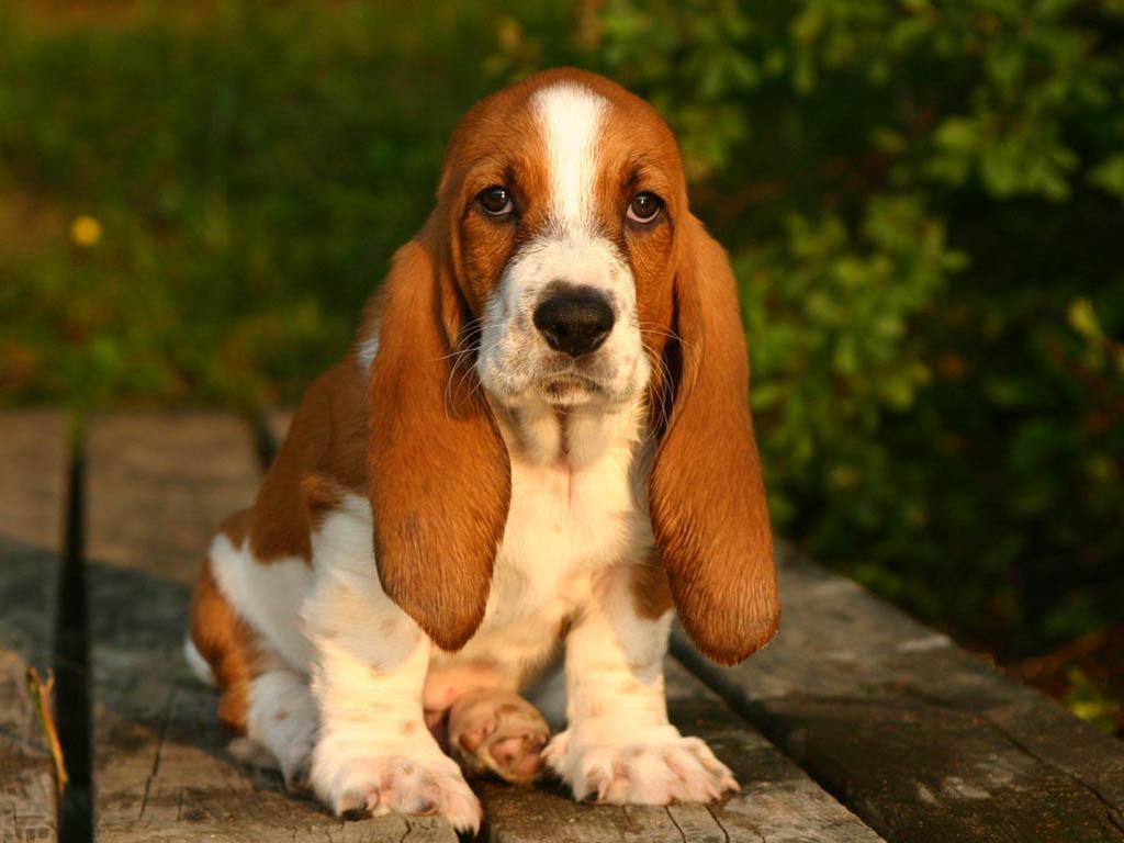 Basset Hound Wallpapers - Wallpaper Cave