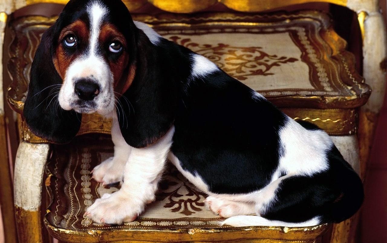 Basset Hound Wallpapers - Wallpaper Cave