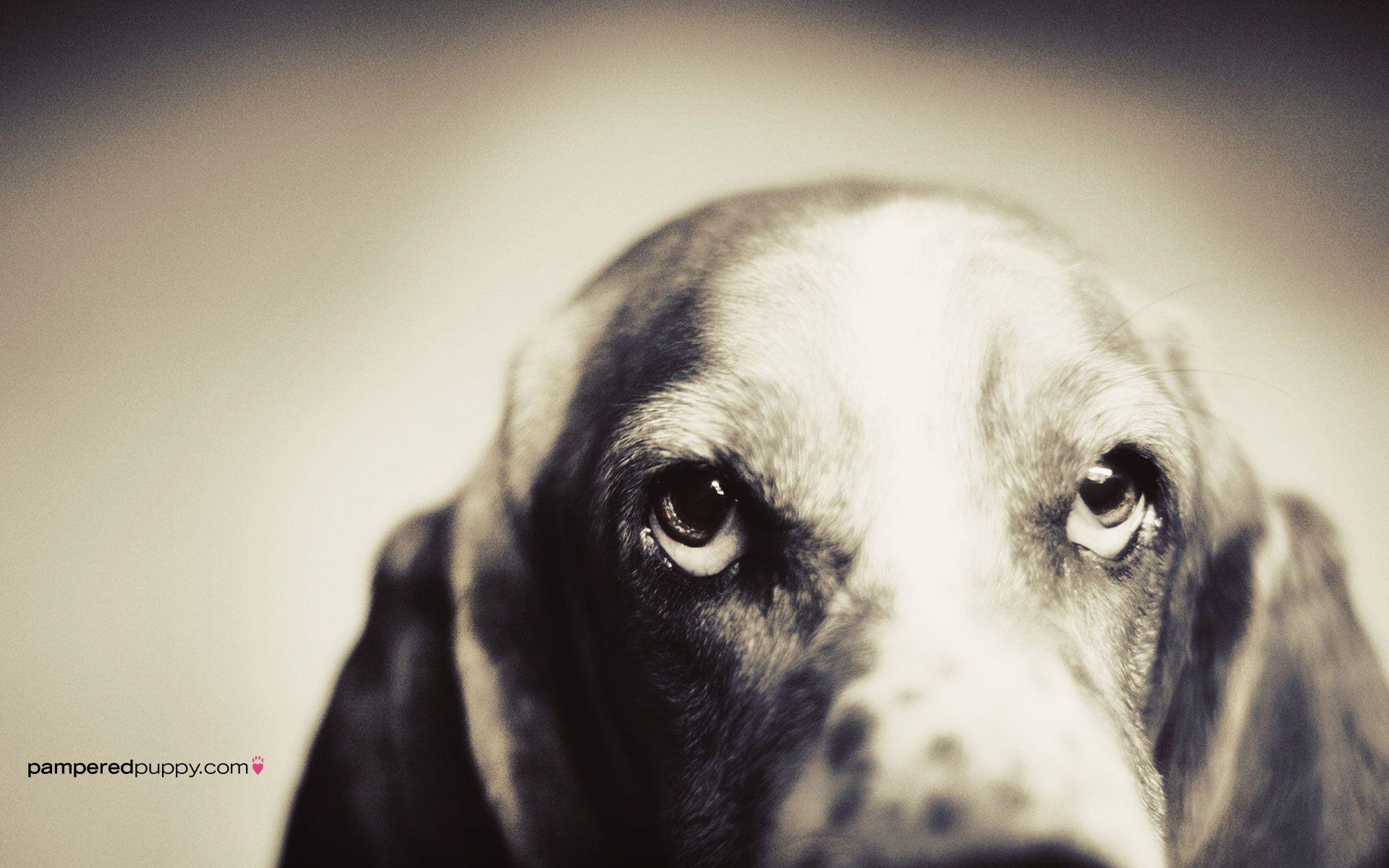 Basset Hound Wallpapers - Wallpaper Cave