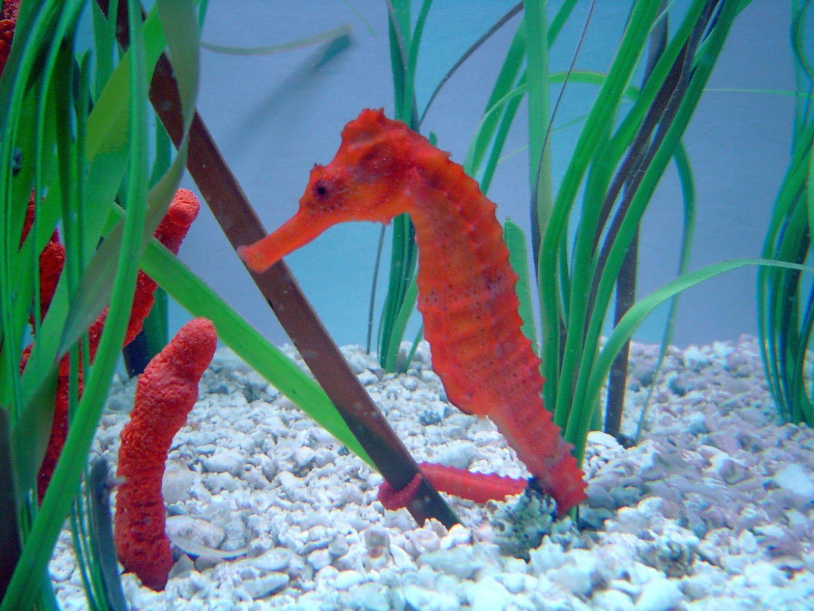Sea Horses Wallpapers - Wallpaper Cave