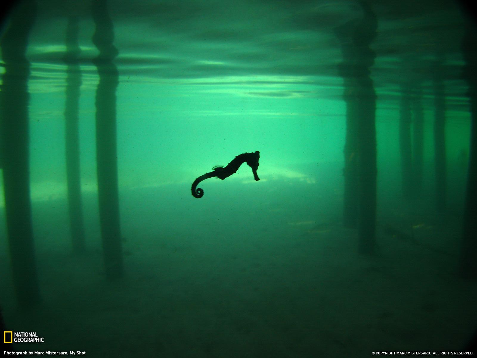 Seahorse Wallpapers - Wallpaper Cave
