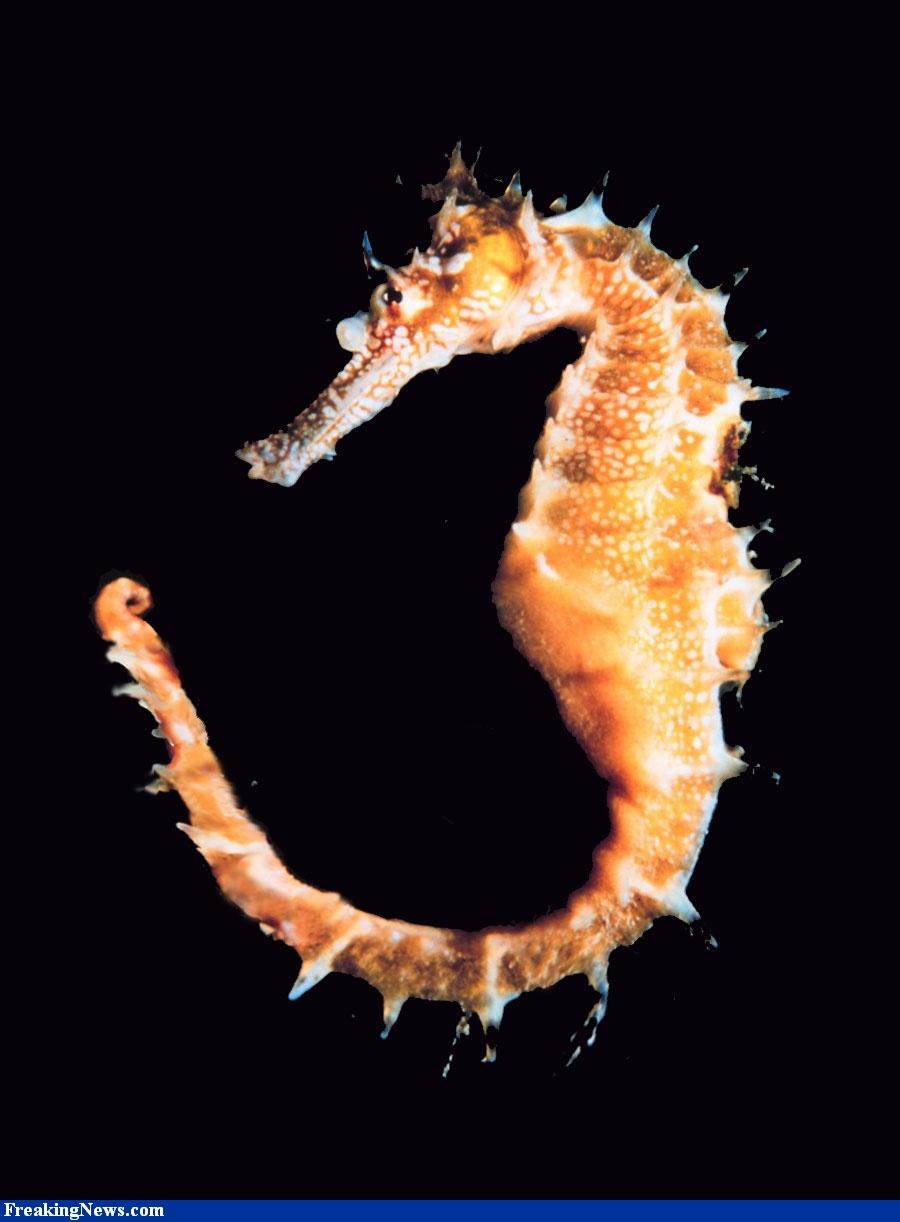 Seahorse Wallpapers - Wallpaper Cave
