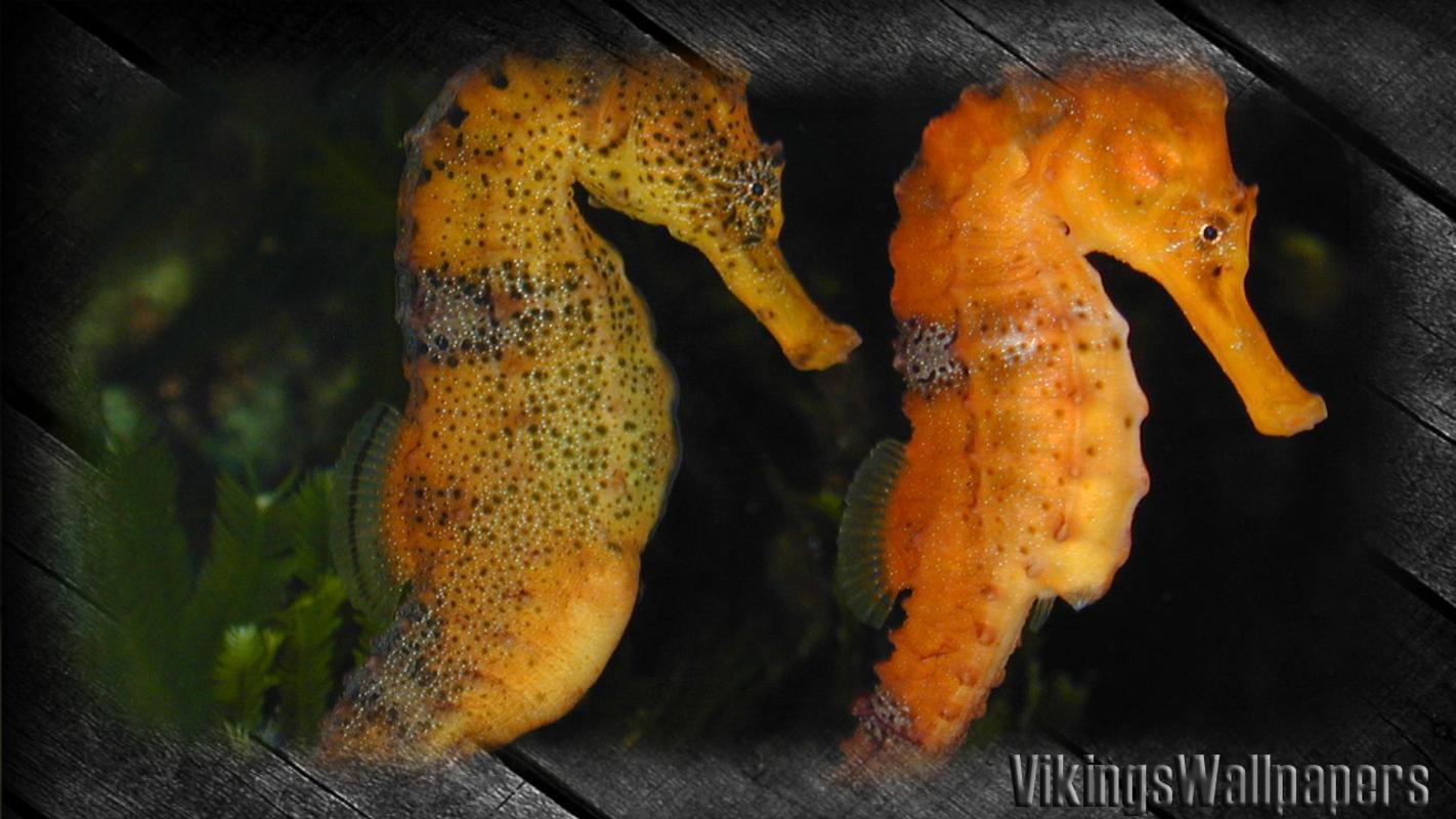 Seahorse Wallpapers - Wallpaper Cave