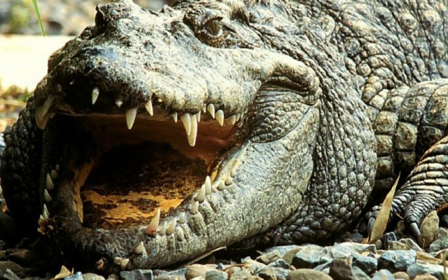 Alligator Wallpapers - Wallpaper Cave