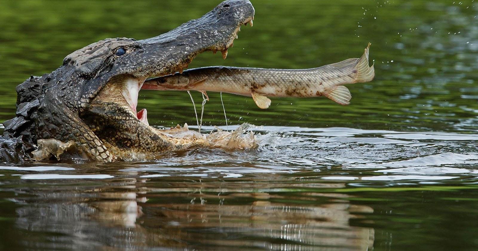 Alligator Wallpapers - Wallpaper Cave