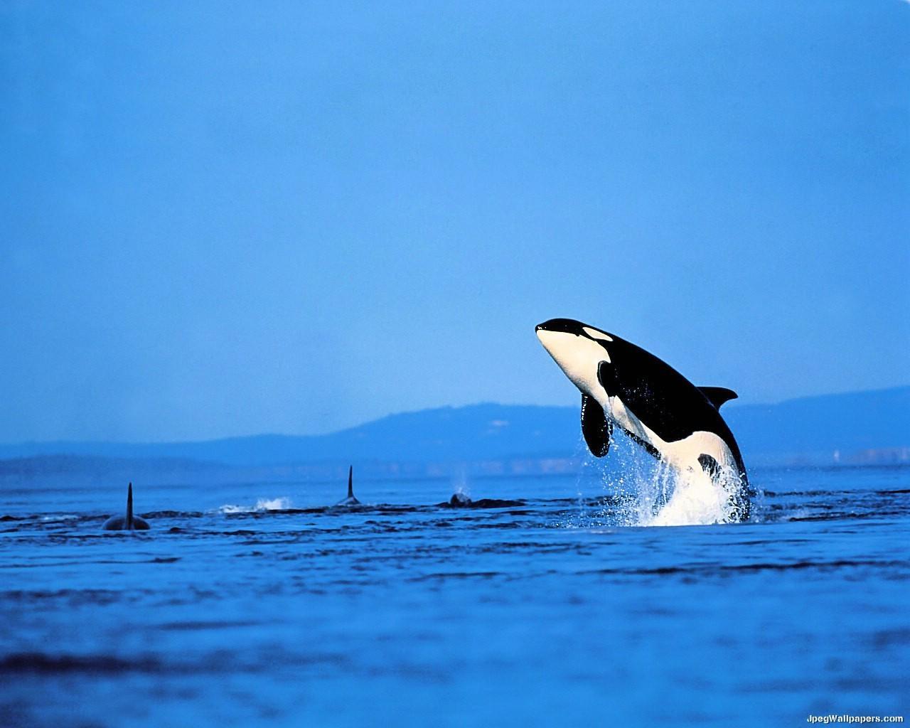 Killer Whale Wallpapers - Wallpaper Cave