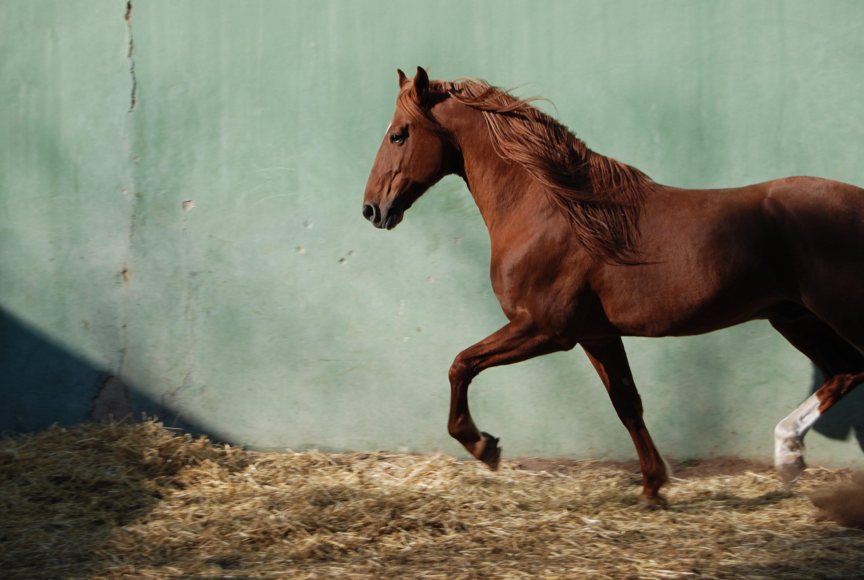 Racehorse Wallpapers - Wallpaper Cave