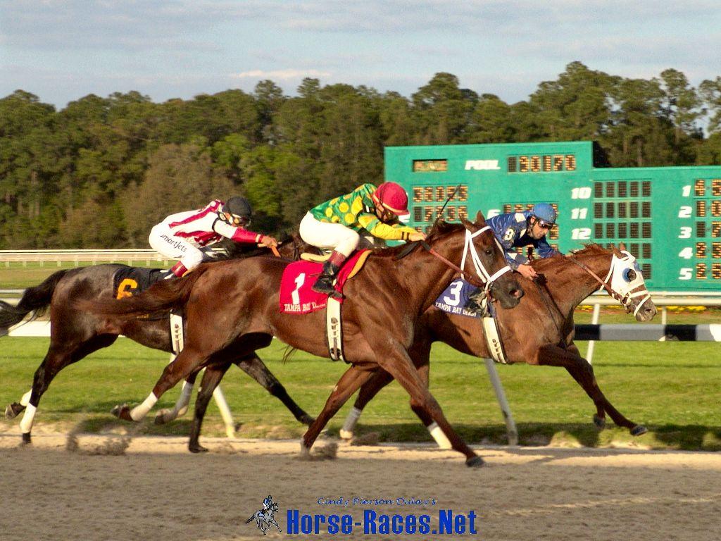 Racehorse Wallpapers - Wallpaper Cave