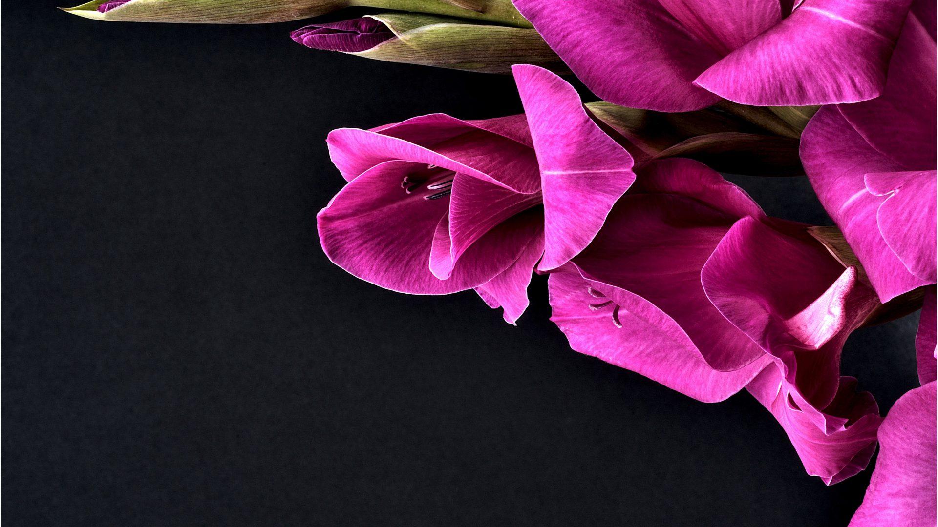 Gladiolus Wallpapers - Wallpaper Cave