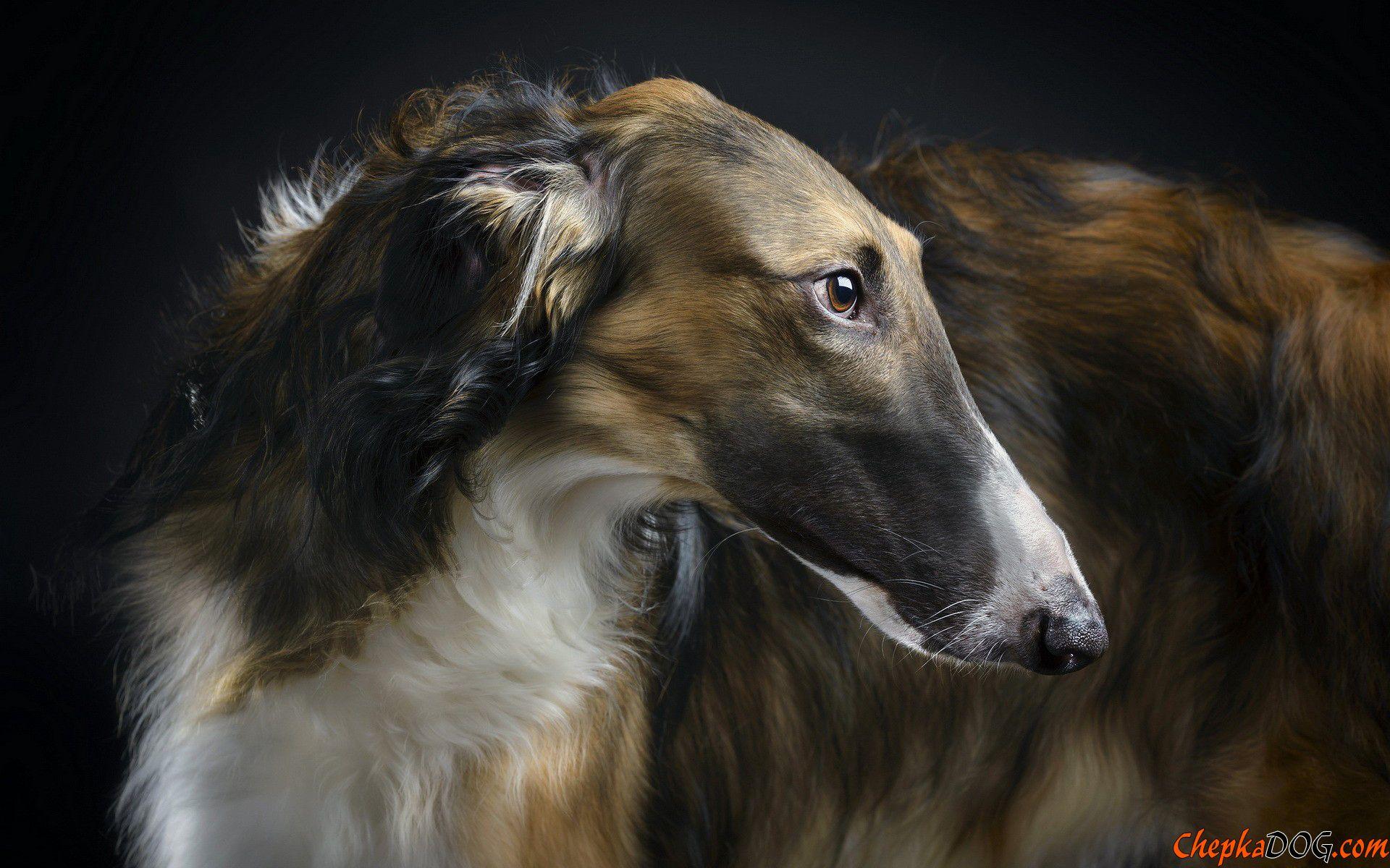 Afghan Hound Wallpapers - Wallpaper Cave