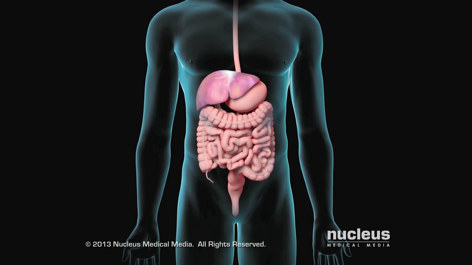 Gastrology Wallpapers - Wallpaper Cave