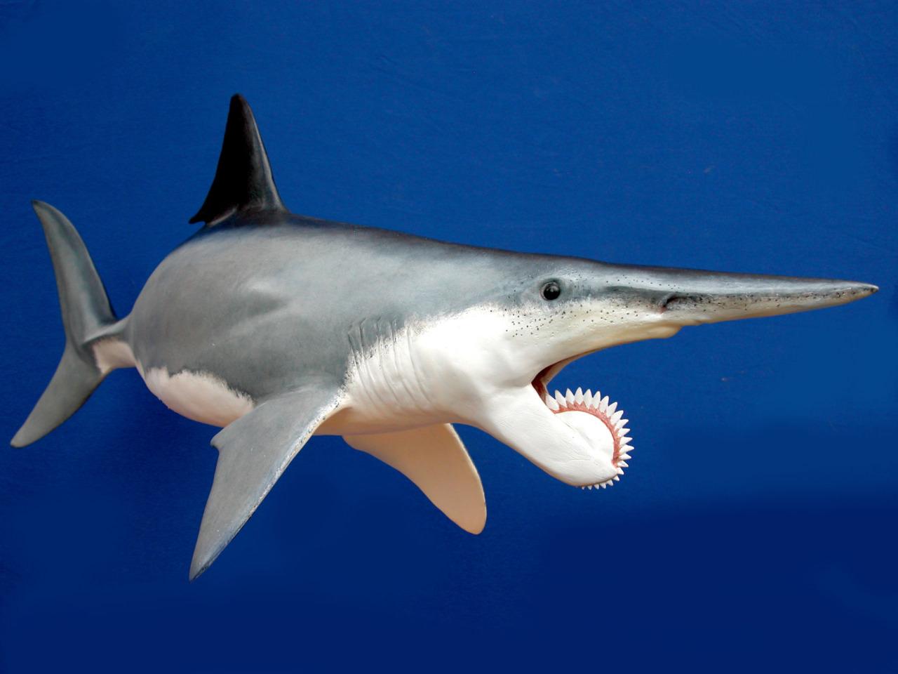 Helicoprion Wallpapers - Wallpaper Cave