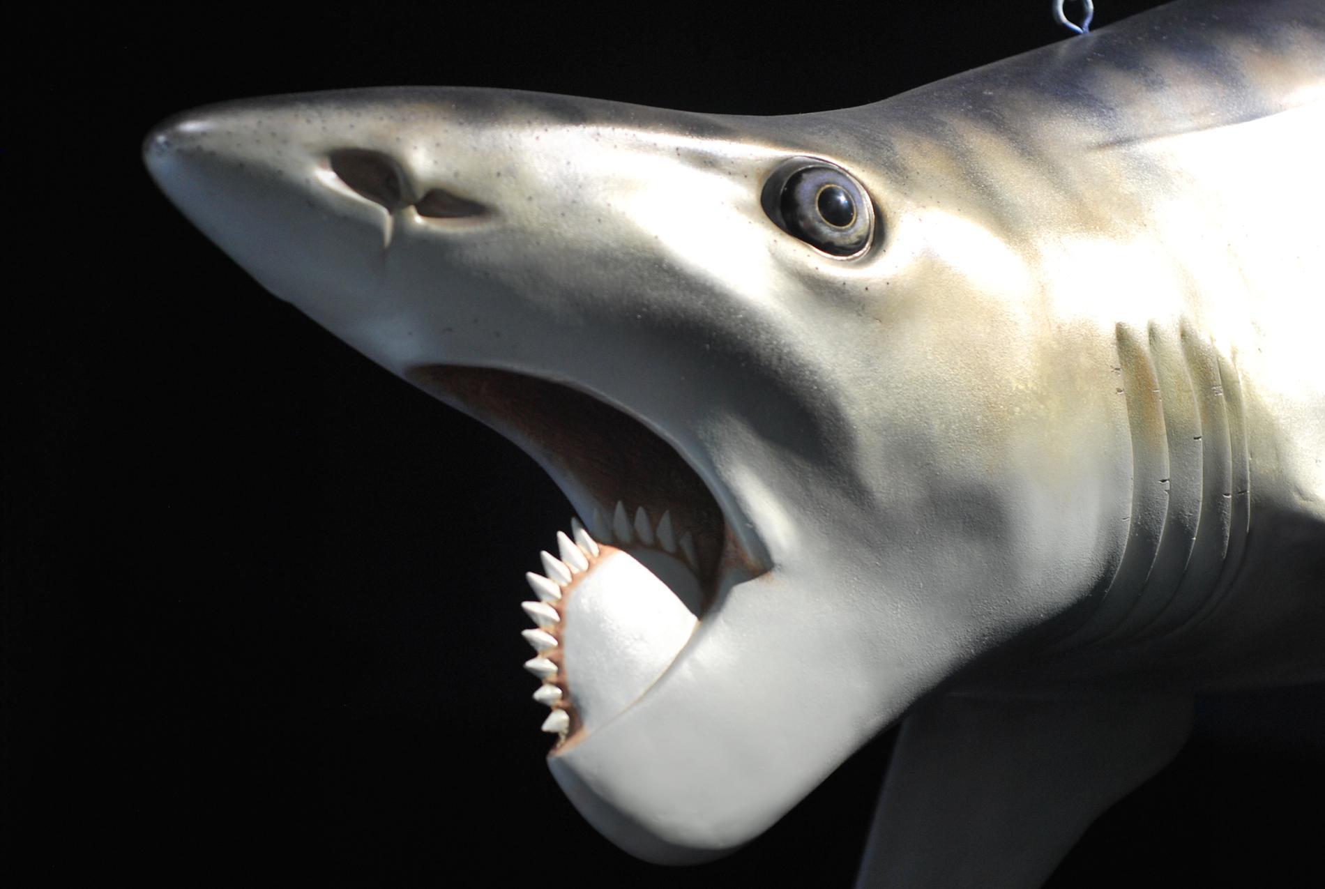 Helicoprion Wallpapers - Wallpaper Cave