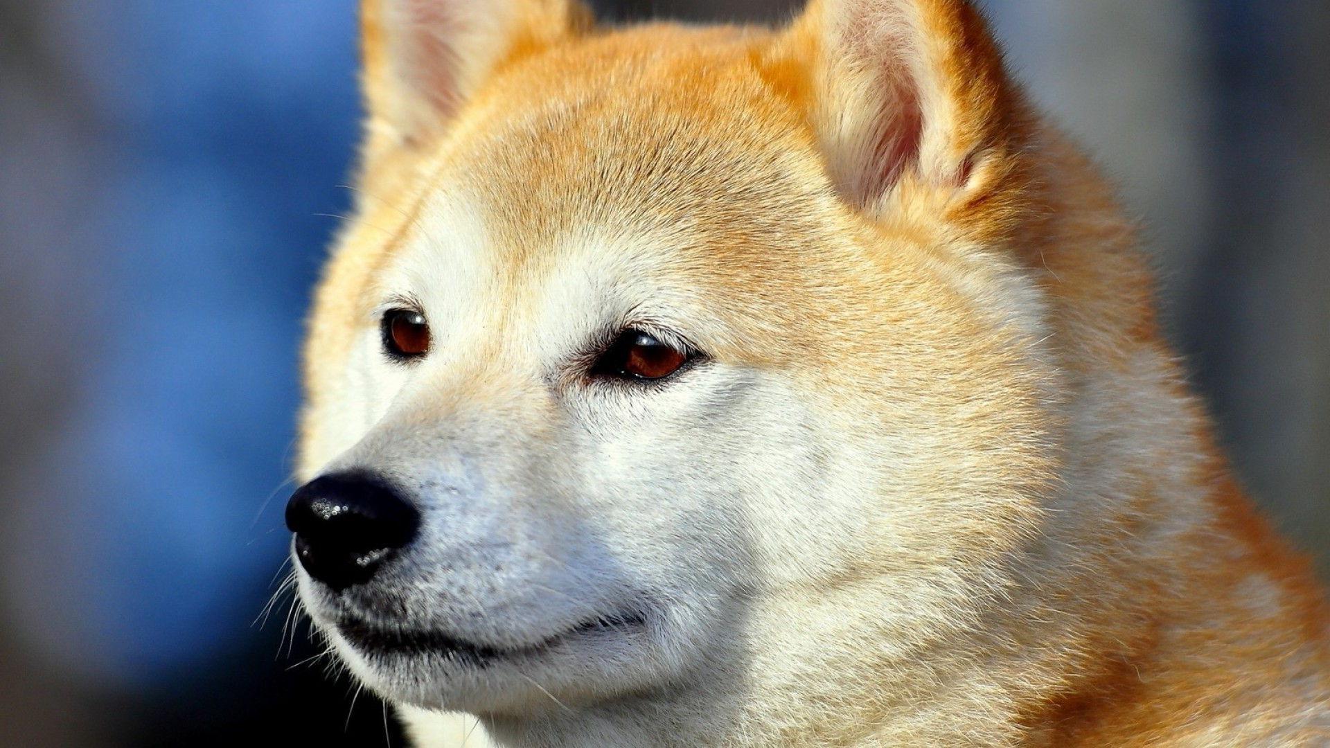 Akita Inu Wallpapers - Wallpaper Cave