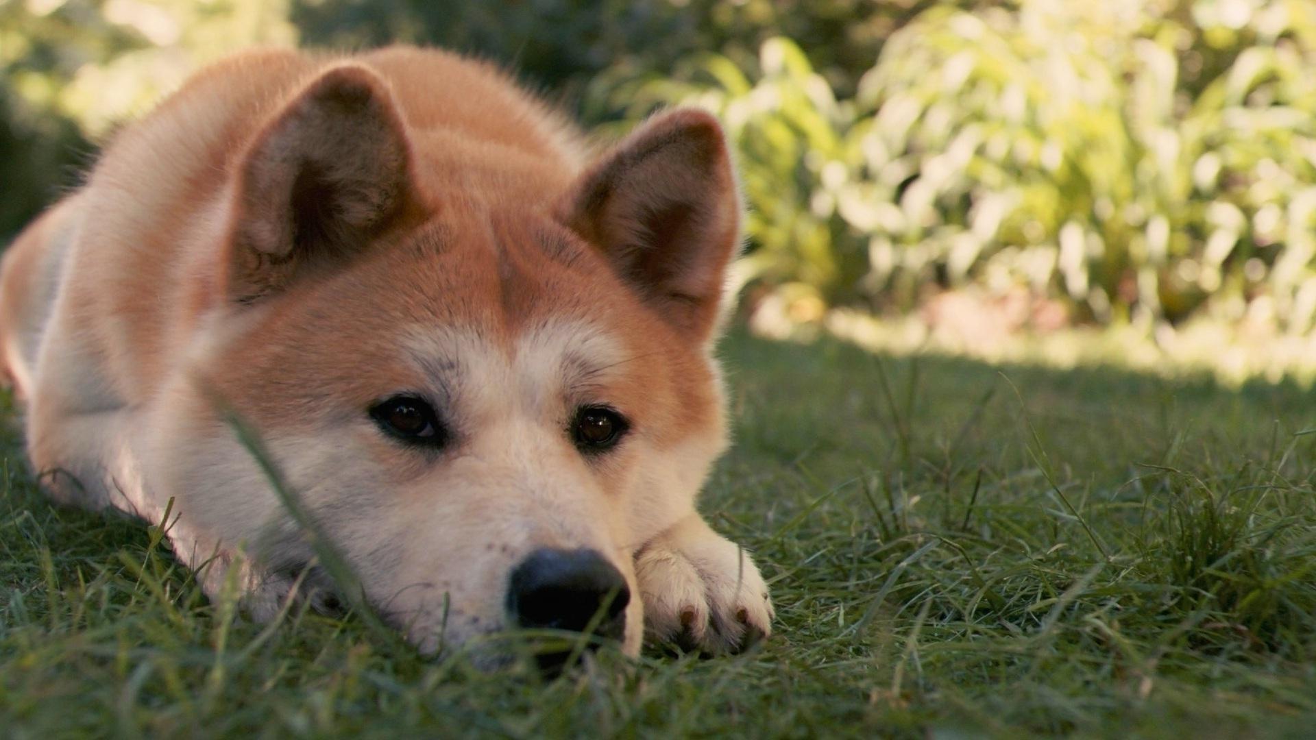 Akita Inu Wallpapers - Wallpaper Cave