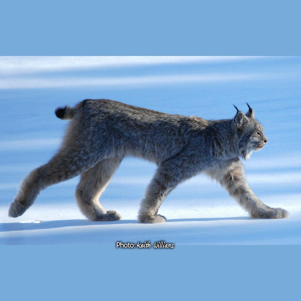 Canadian Lynx Wallpapers - Wallpaper Cave
