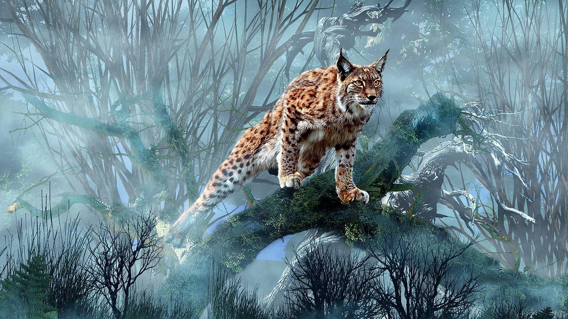 Canadian Lynx Wallpapers - Wallpaper Cave