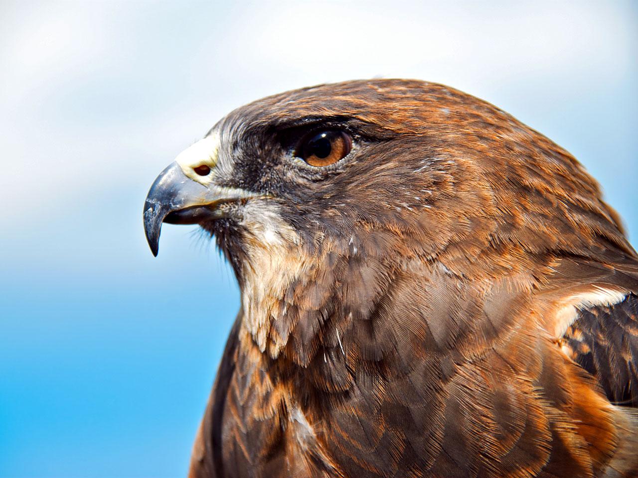 Hawk Wallpapers - Wallpaper Cave