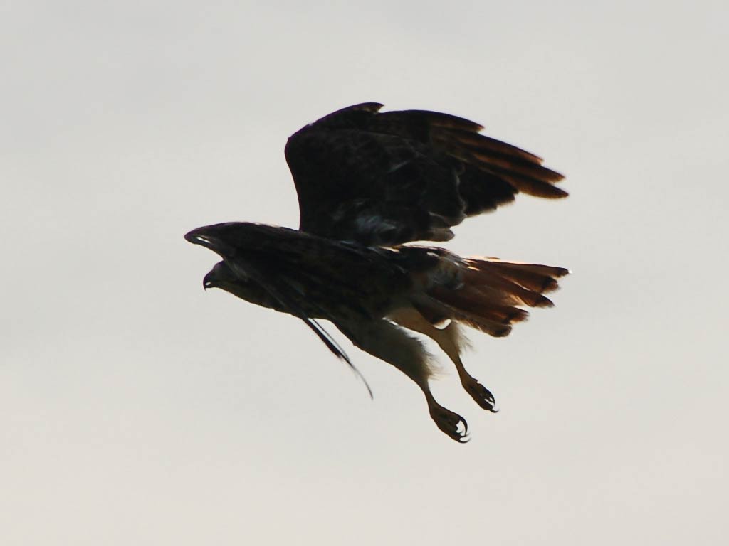 Hawk Wallpapers - Wallpaper Cave