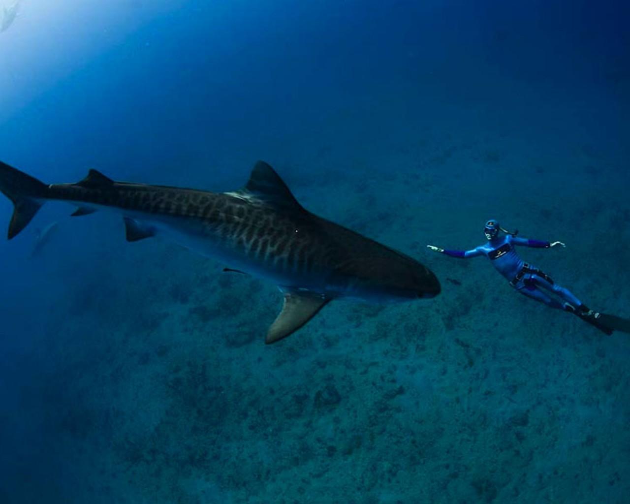 Hd Tiger Shark Wallpaper