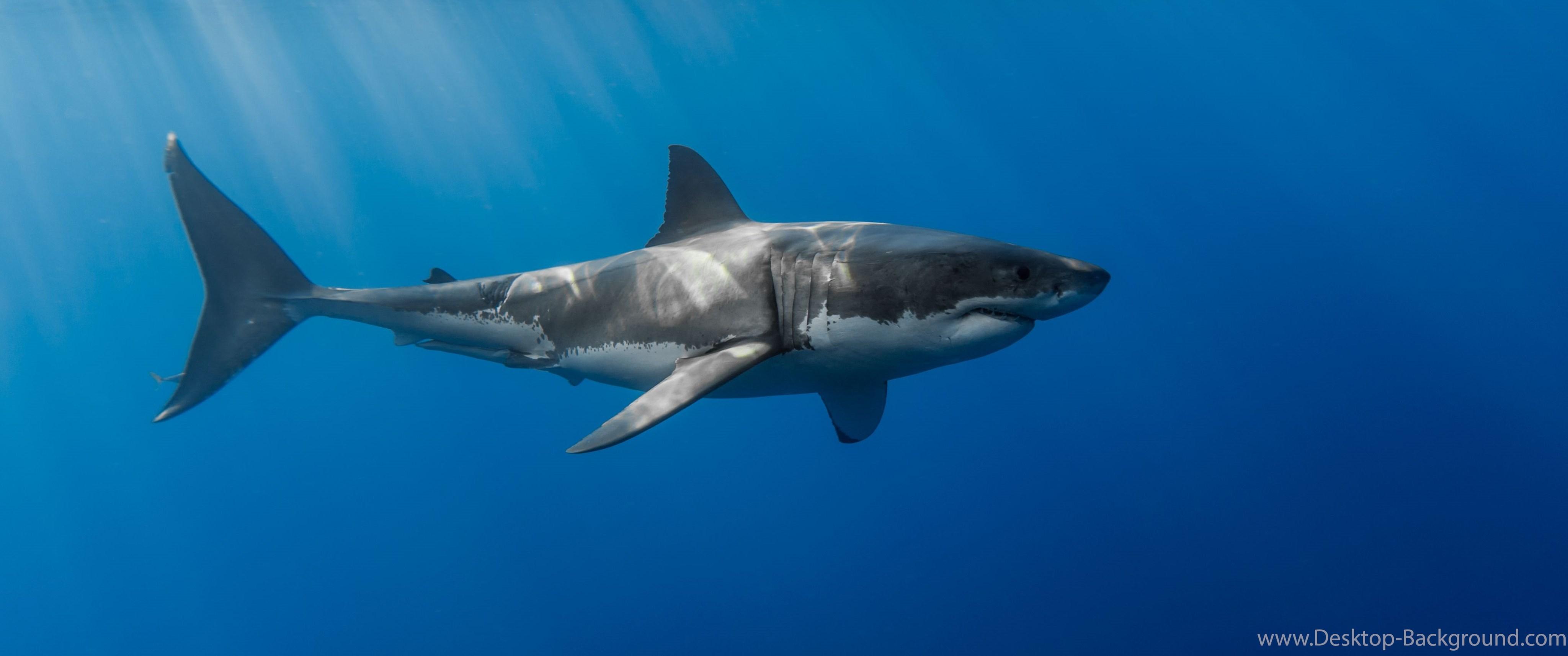 Tiger Shark Wallpapers - Wallpaper Cave