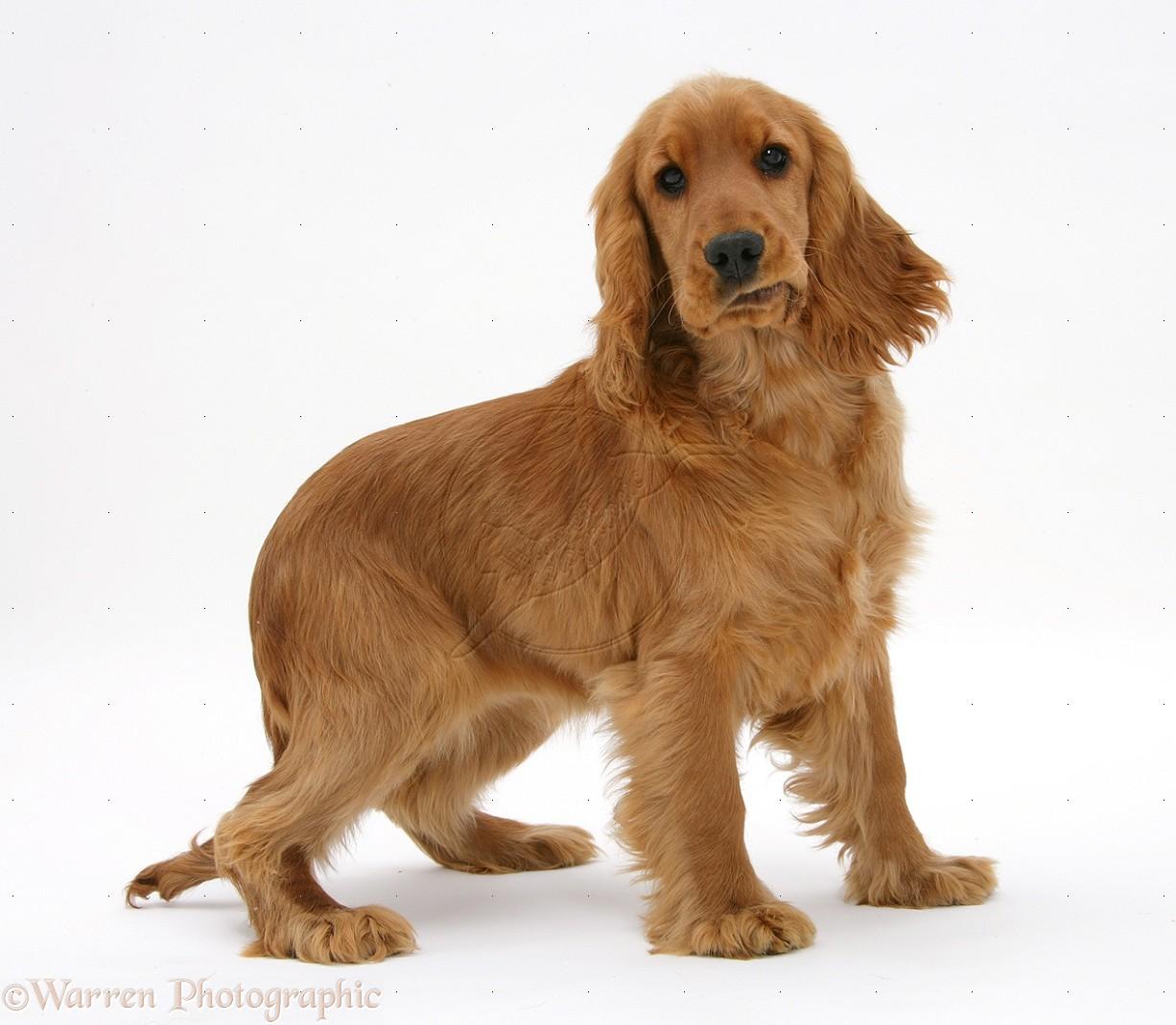 Cocker Spaniel Wallpapers - Wallpaper Cave