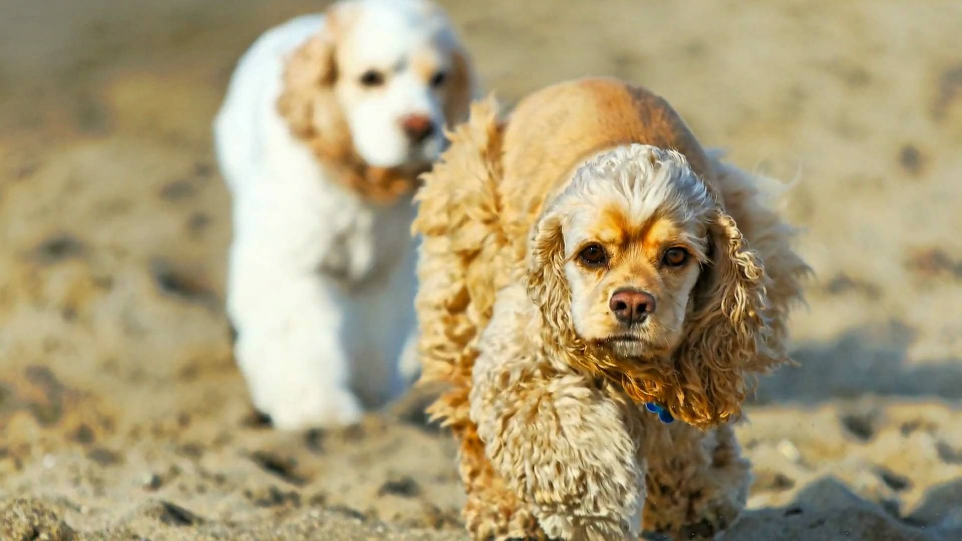 Cocker Spaniel Wallpapers - Wallpaper Cave