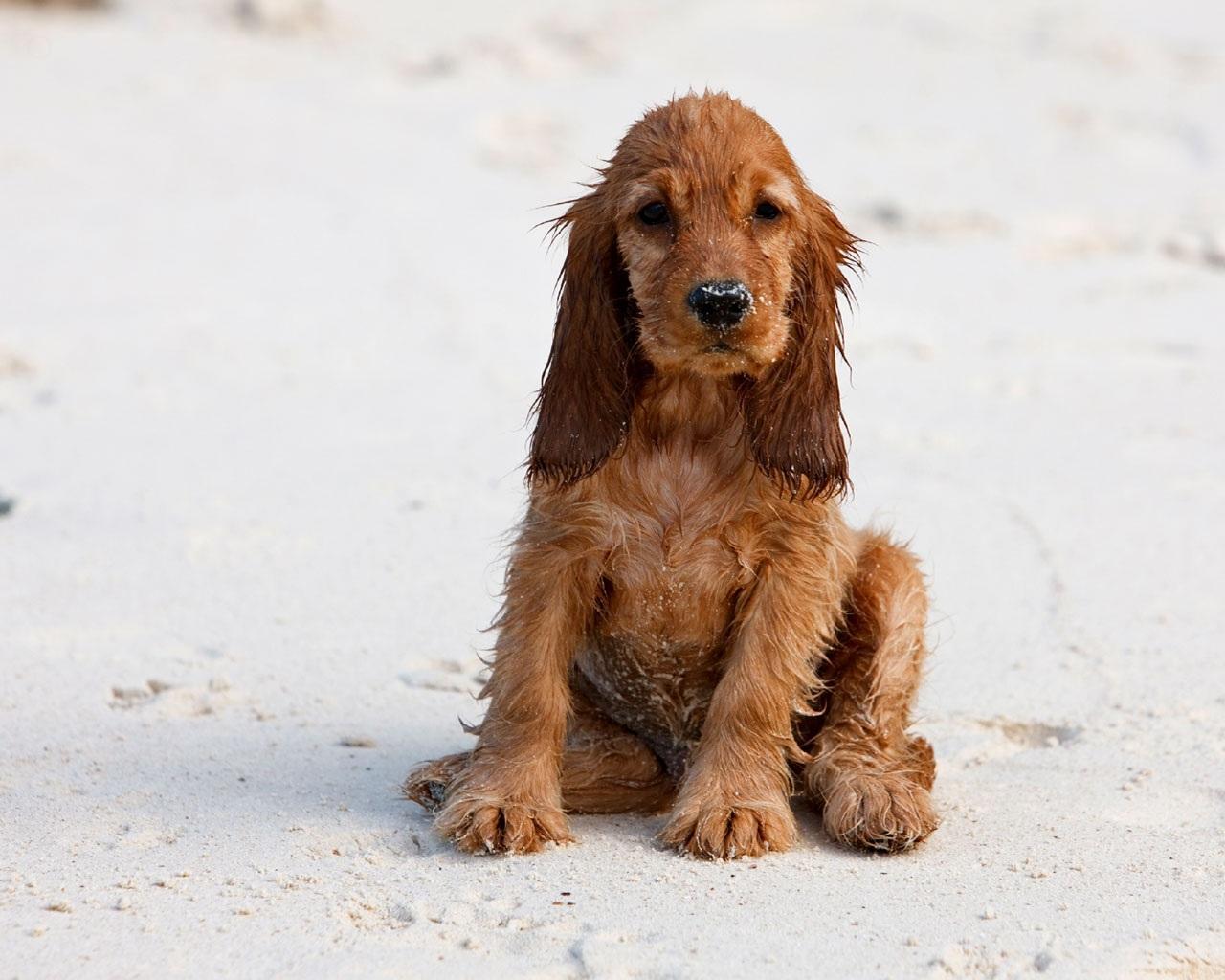 Cocker Spaniel Wallpapers - Wallpaper Cave