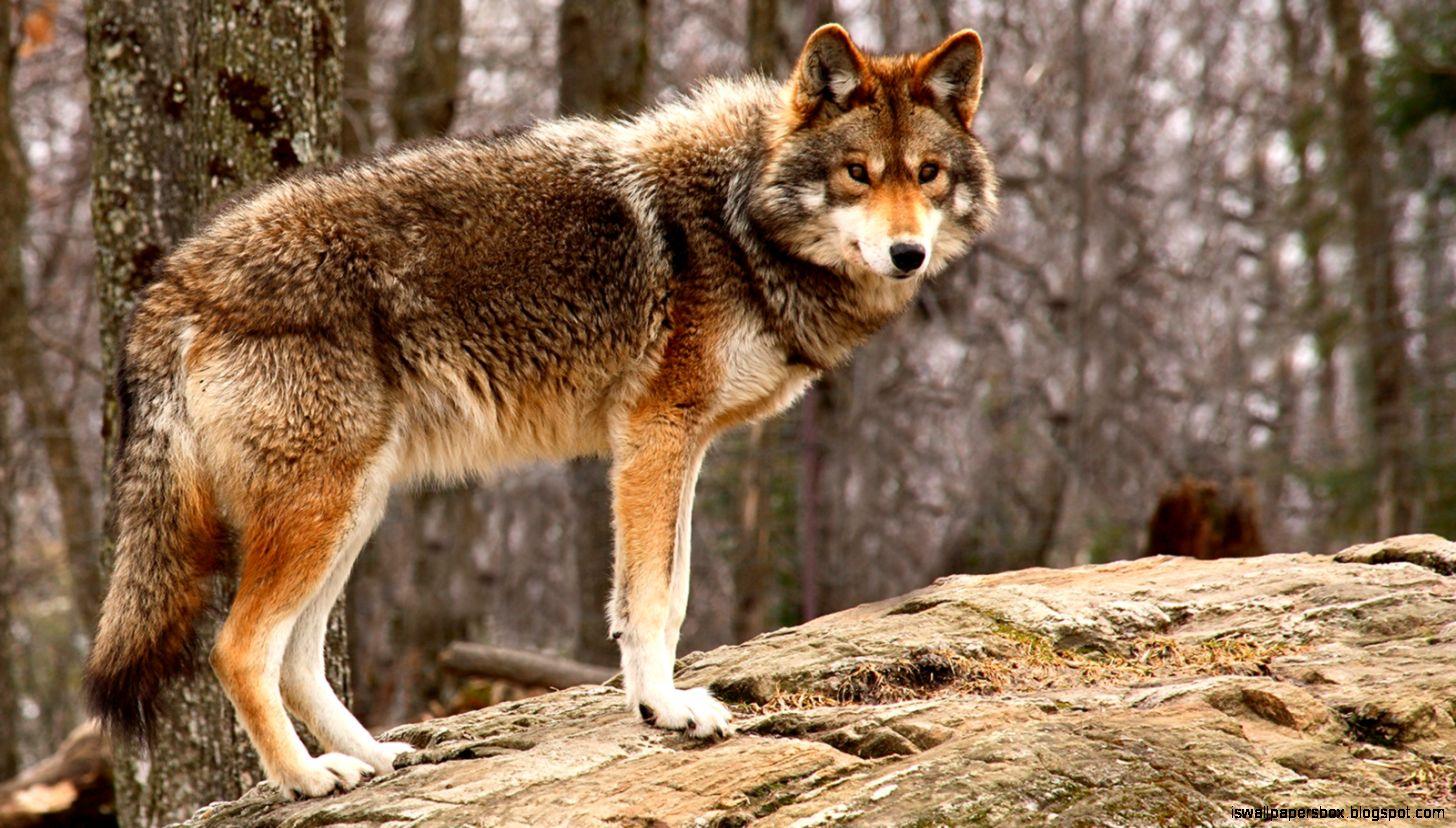 Coyote Wallpapers - Wallpaper Cave
