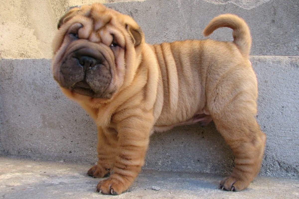 Shar Pei Wallpapers - Wallpaper Cave
