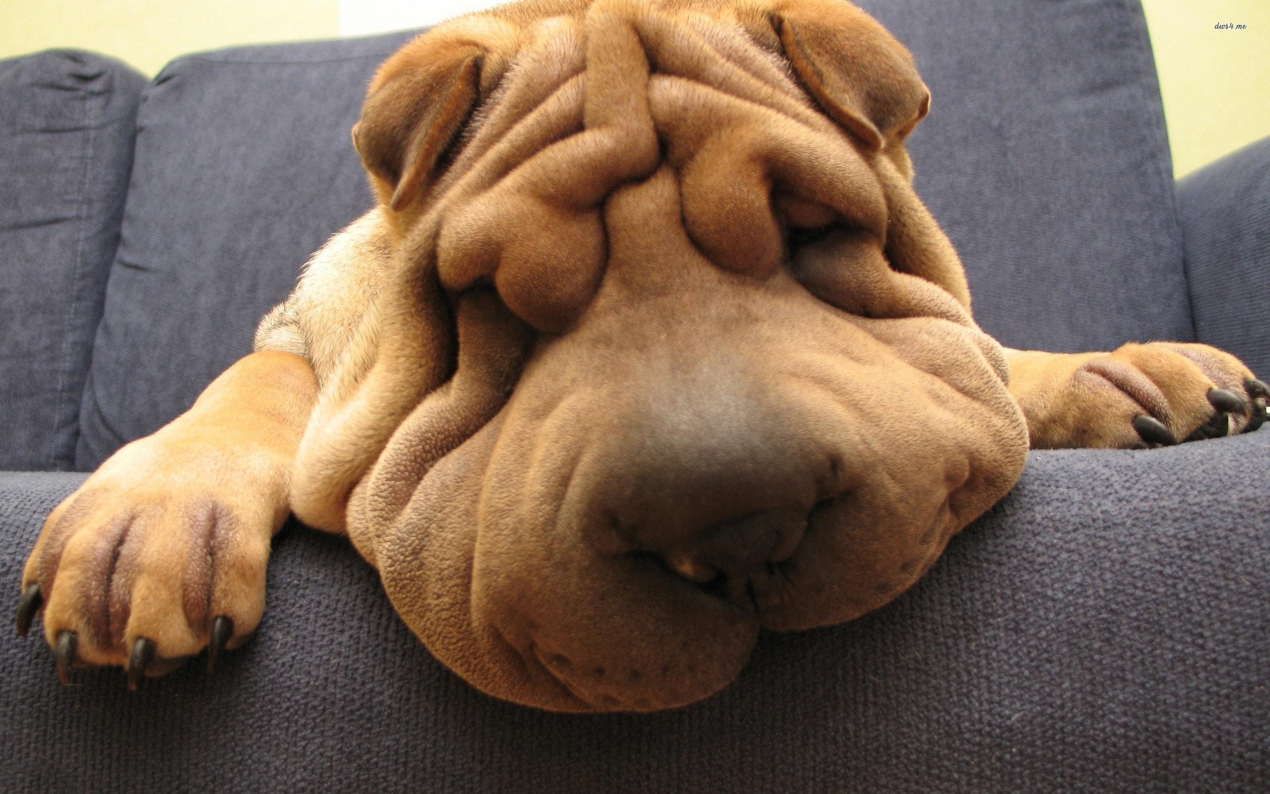 Shar Pei Wallpapers - Wallpaper Cave
