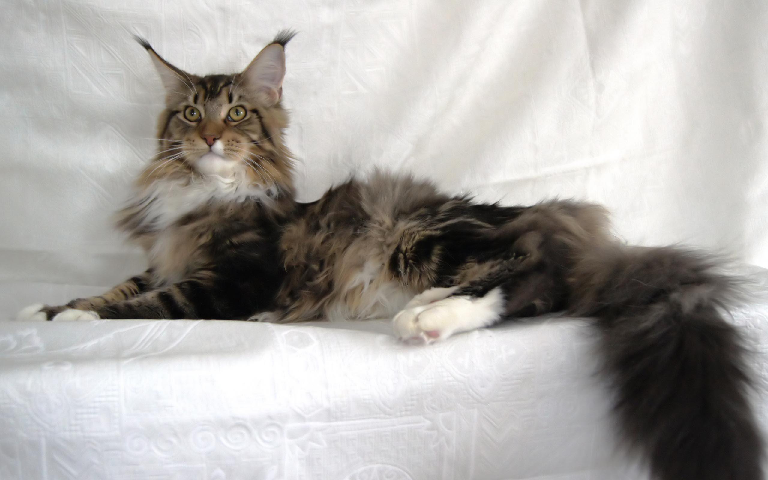 Maine Coon Wallpapers - Wallpaper Cave