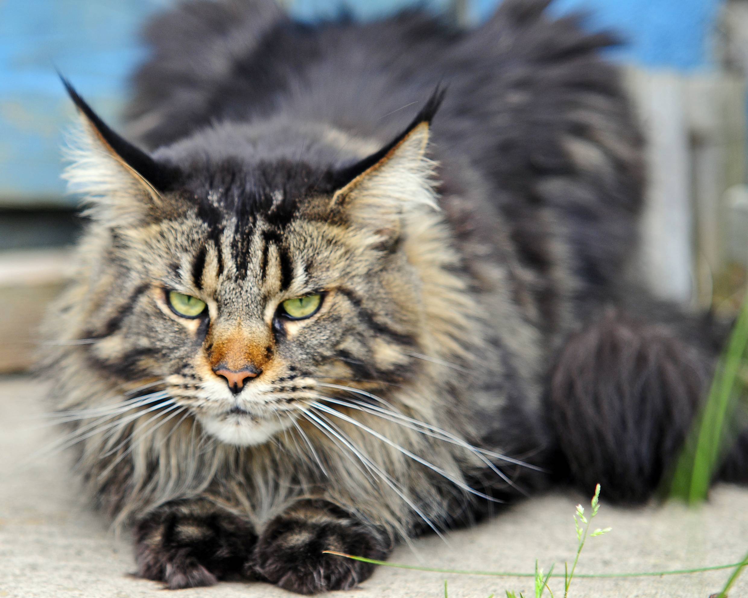 Maine Coon Wallpapers - Wallpaper Cave