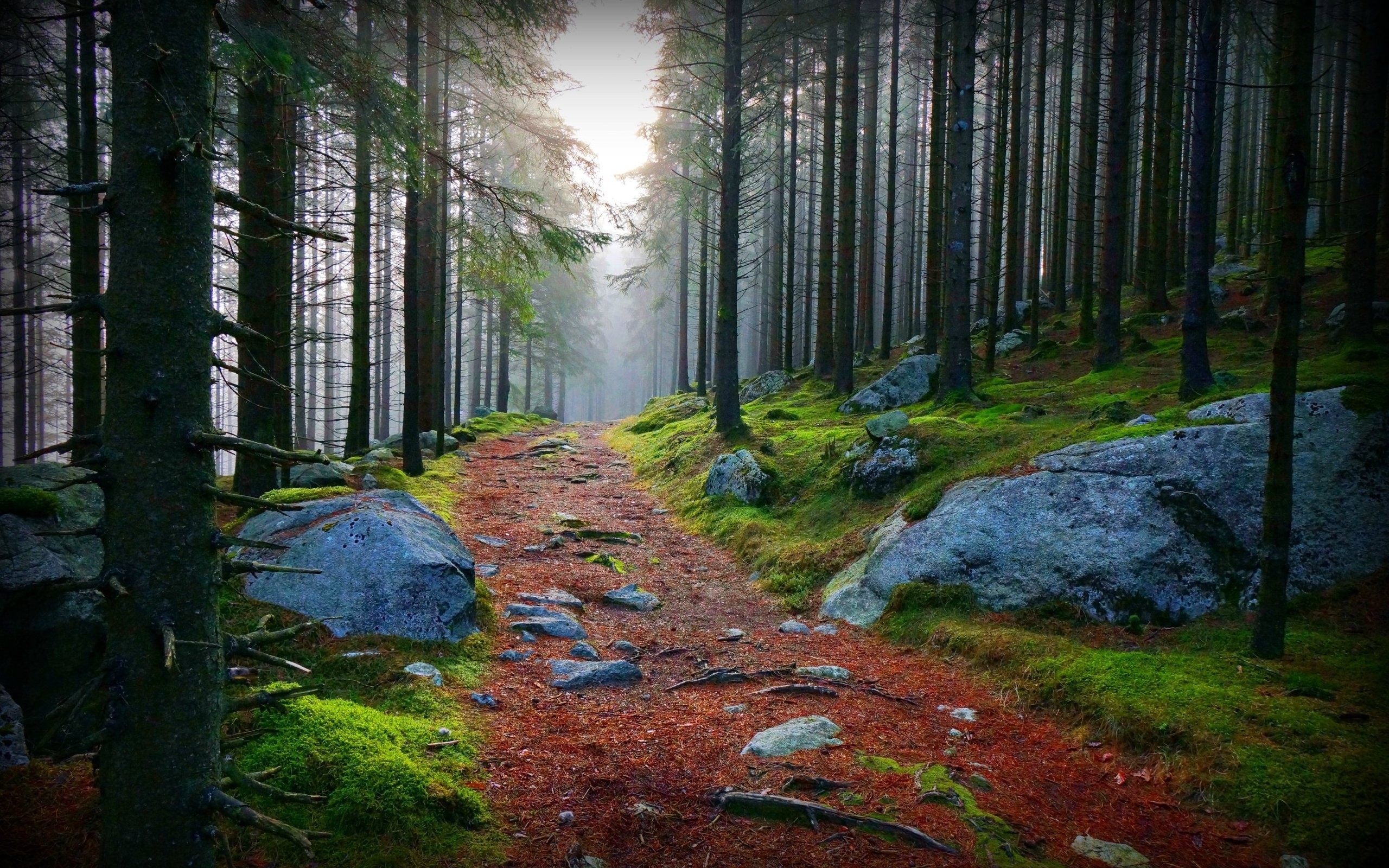 Forest Path Wallpapers Wallpaper Cave