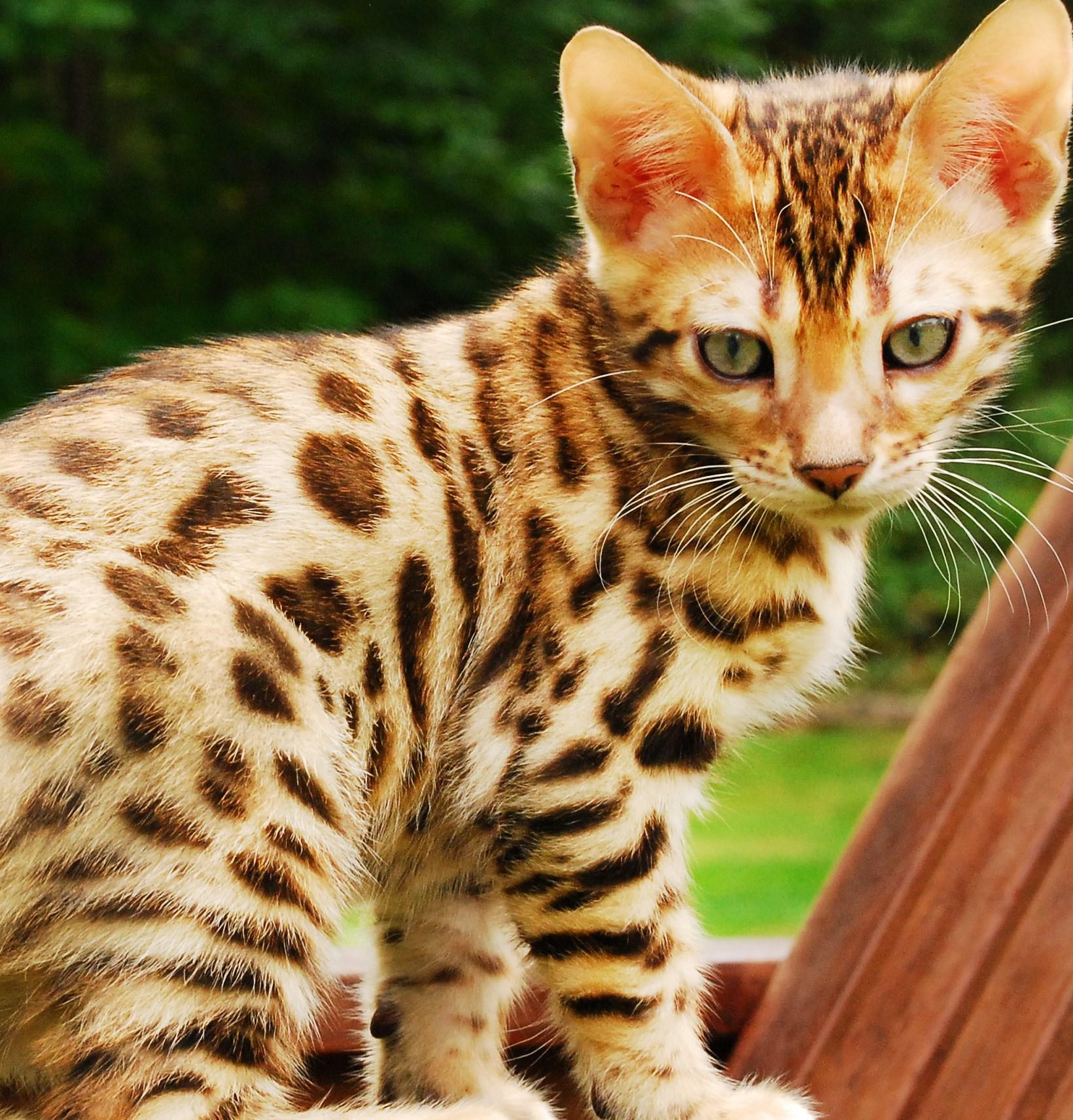 Bengal Kittens Wallpapers Wallpaper Cave