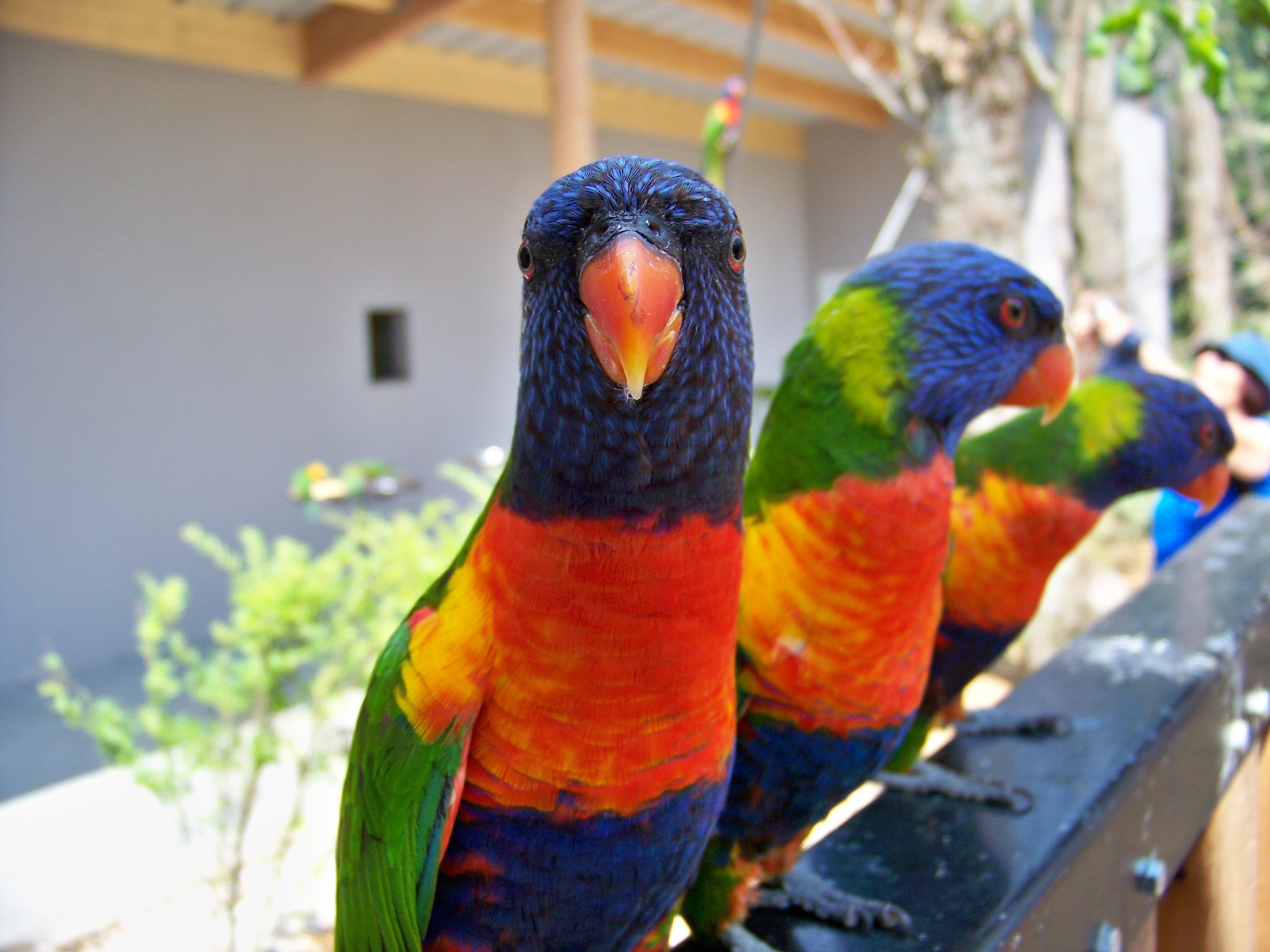 Rainbow Lorikeet Wallpapers - Wallpaper Cave