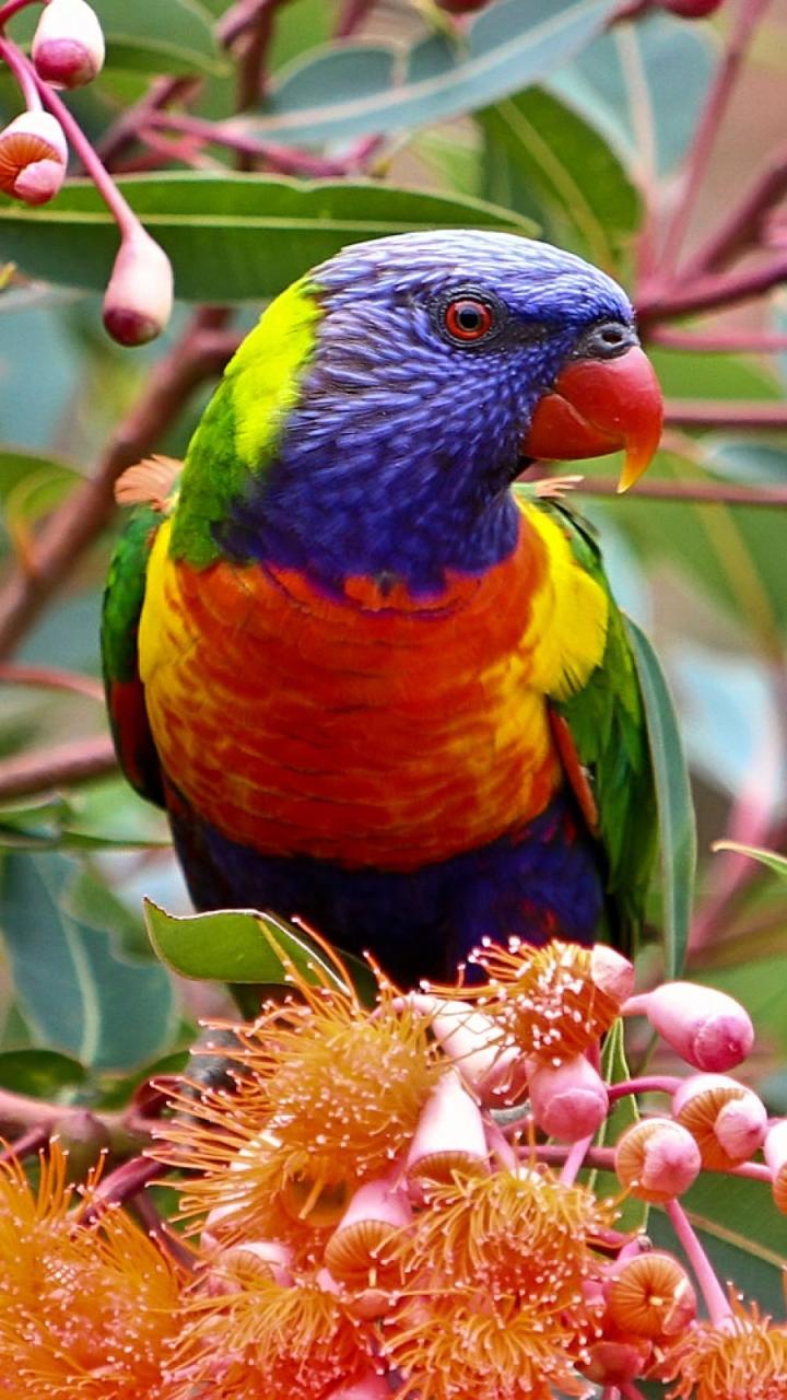 Mobile Rainbow Parrot Wallpapers - Wallpaper Cave