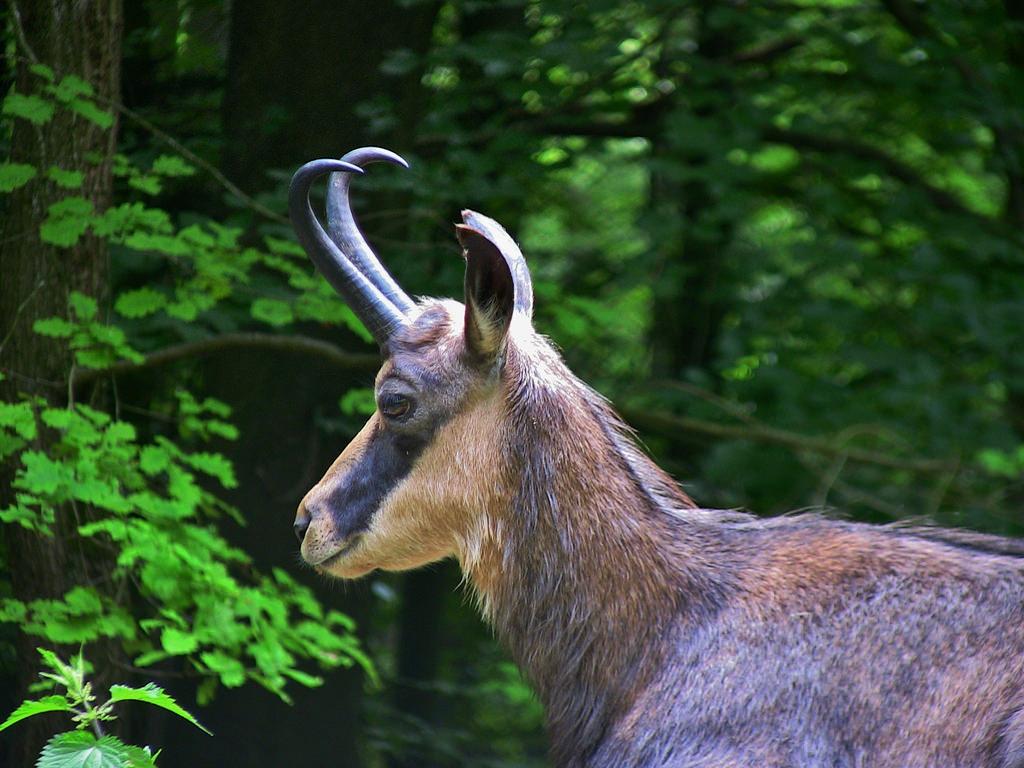 Gams Wallpapers - Wallpaper Cave