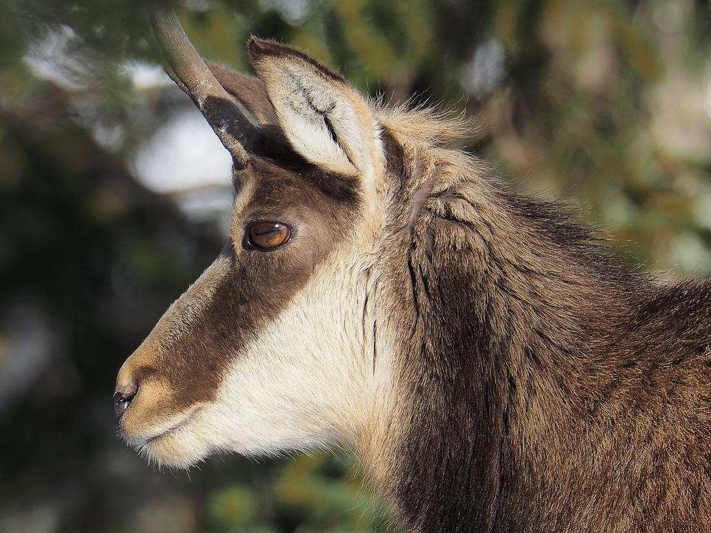 Gams Wallpapers - Wallpaper Cave