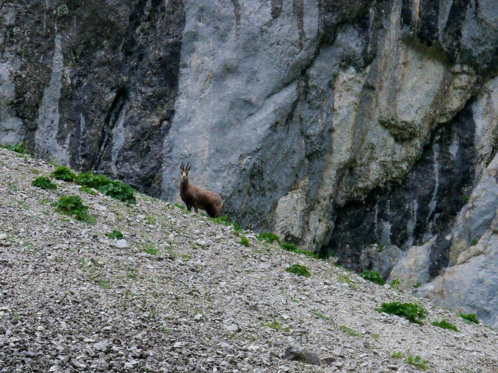 Gams Wallpapers - Wallpaper Cave