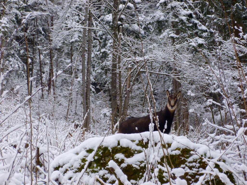 Gams Wallpapers - Wallpaper Cave