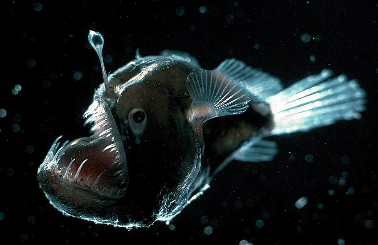 Anglerfish Wallpapers - Wallpaper Cave